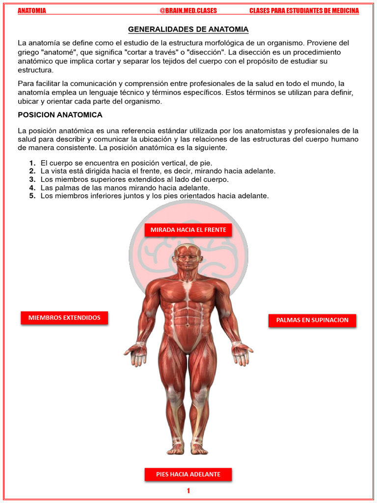 Anatomia Generalidades Completo Descargar Gratis Pdf Articulación