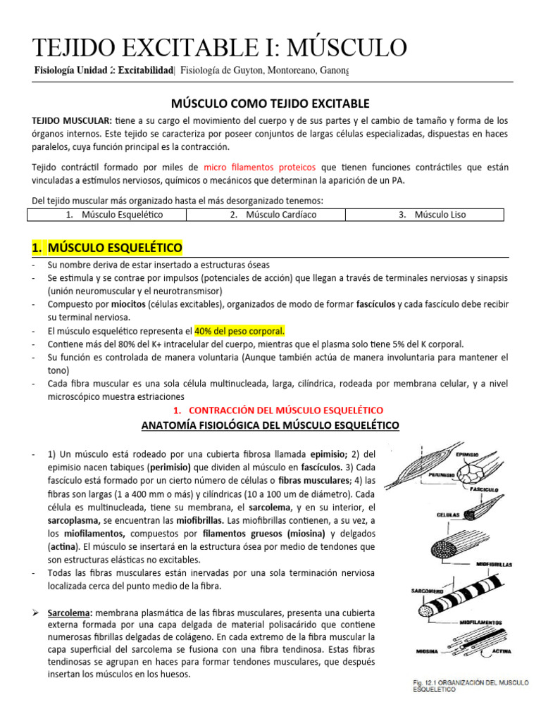 3.1 Excitabilidad - Músculo Esquelético | PDF | Unión neuromuscular ...