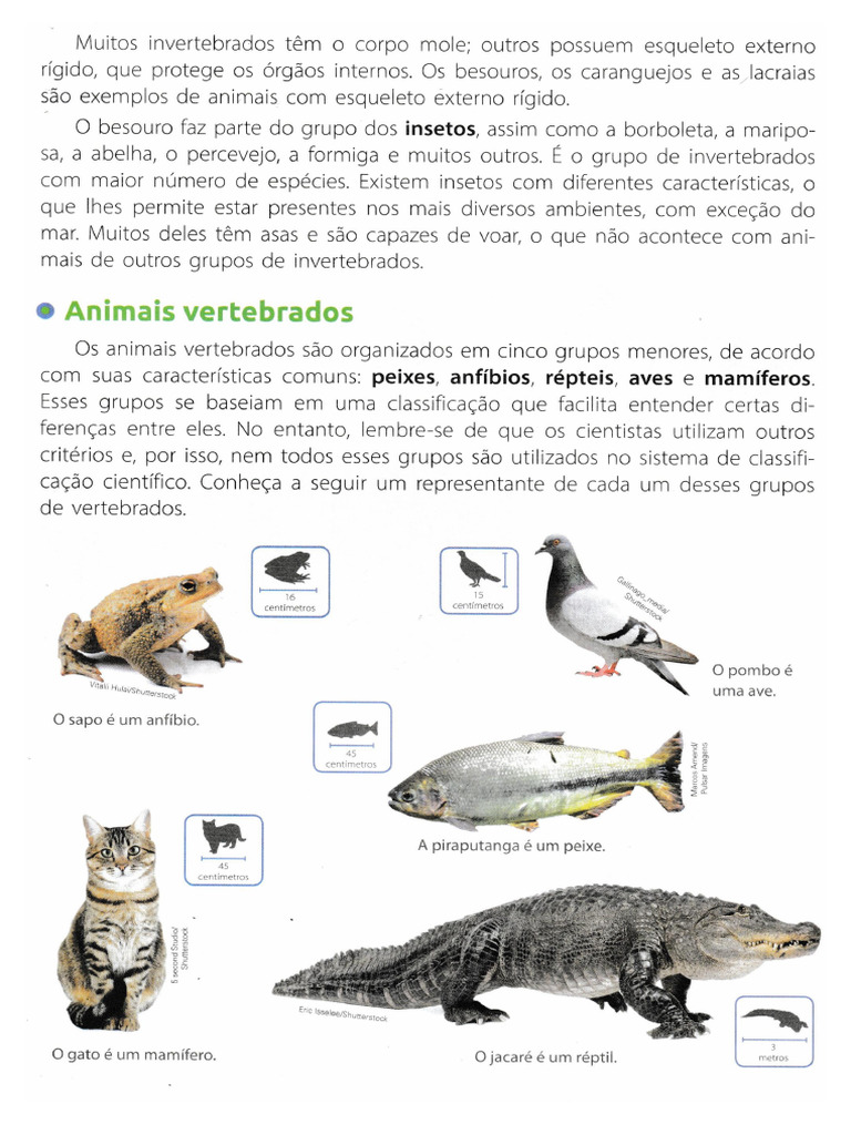 Cien Inverteb e Vertebr | PDF