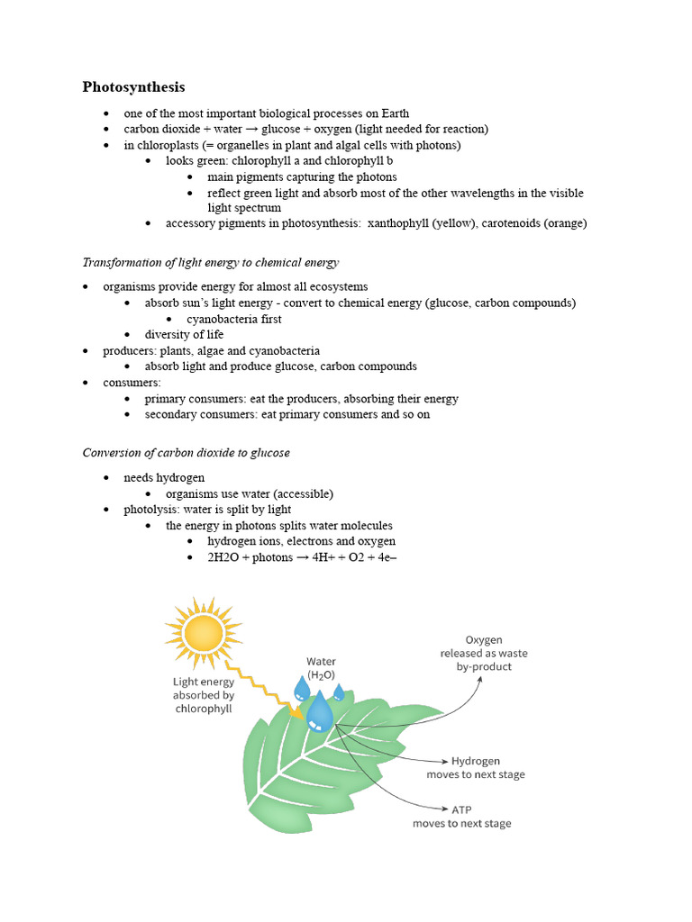 Photosynthesis | PDF | Photosynthesis | Photodissociation