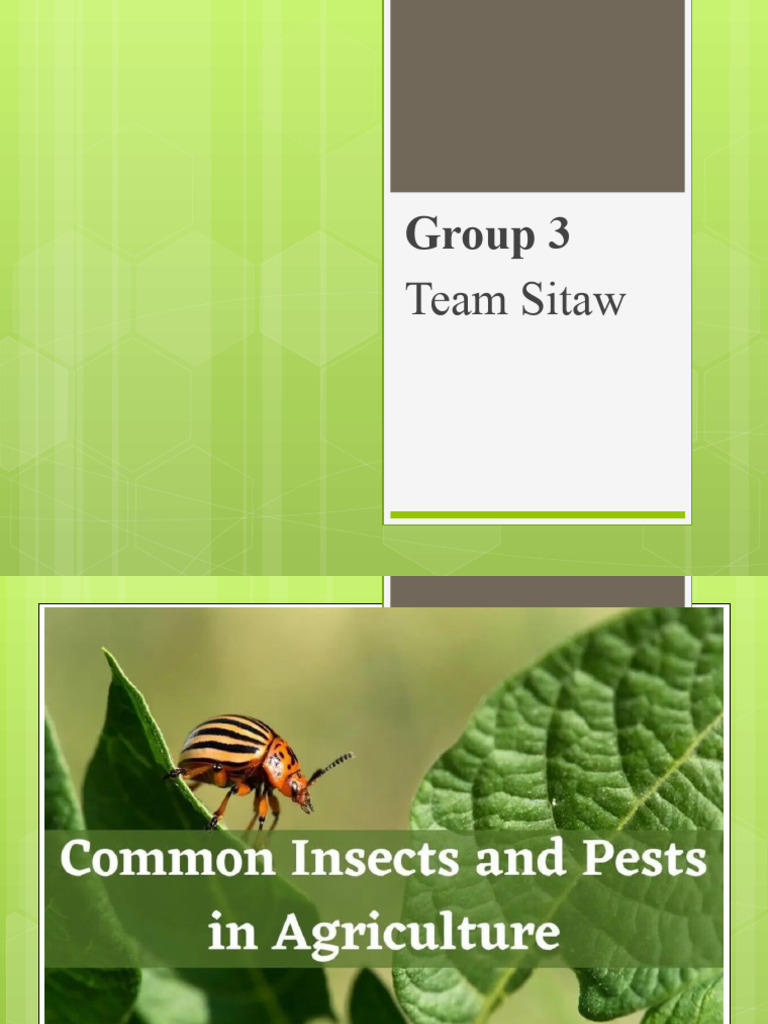 Group 3 Oap - Common Pests | PDF | Pest (Organism) | Insects