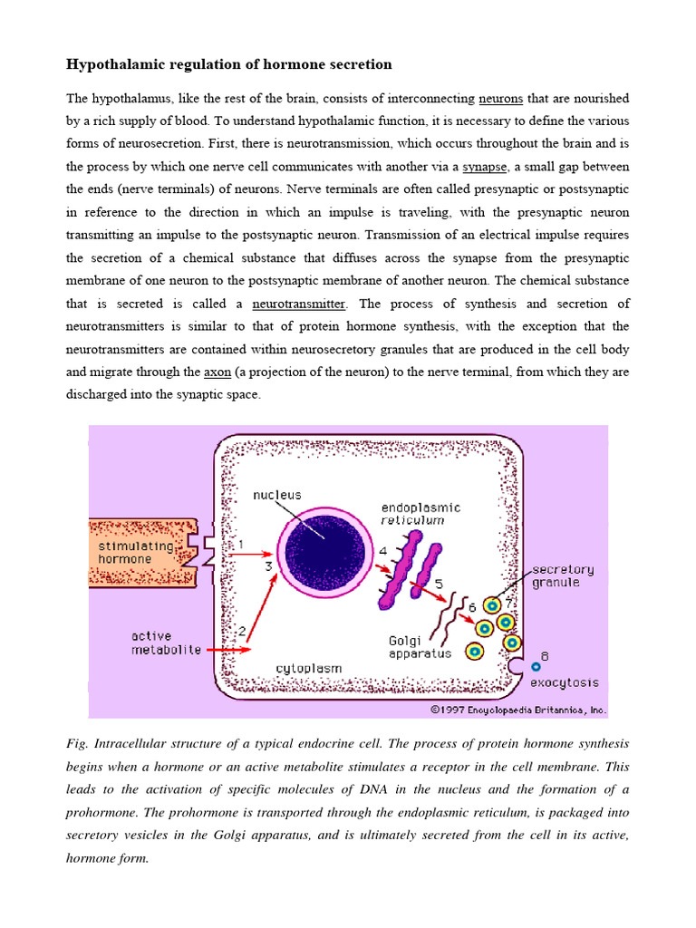 Hypothalamic Regulation of Hormone Secretion | PDF | Chemical Synapse ...