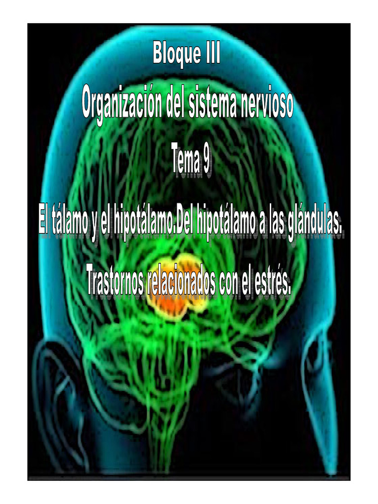 Funciones del tálamo y hipotálamo | PDF | Hipotálamo | Glándula pituitaria