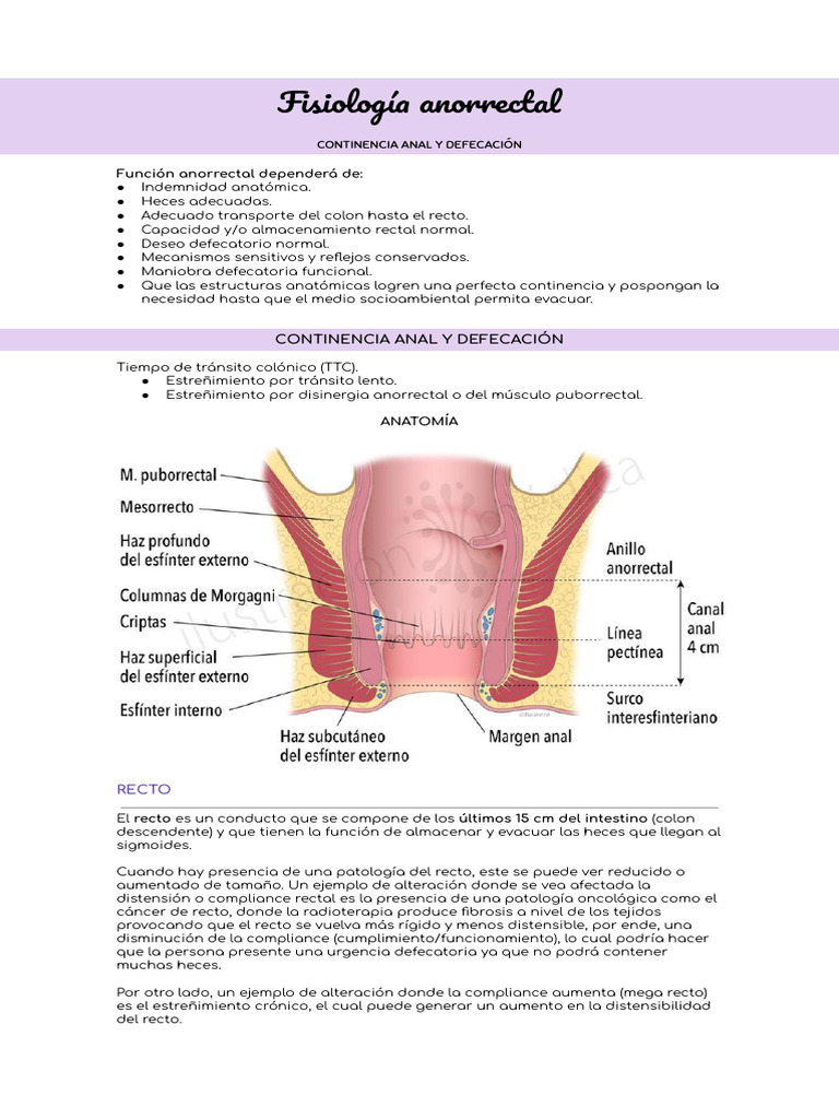 Fisiología Anorrectal | PDF | Recto | Músculo