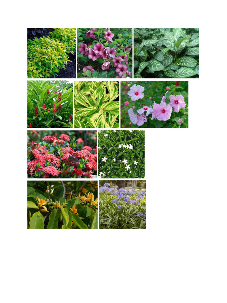 Ornamental Plants | PDF