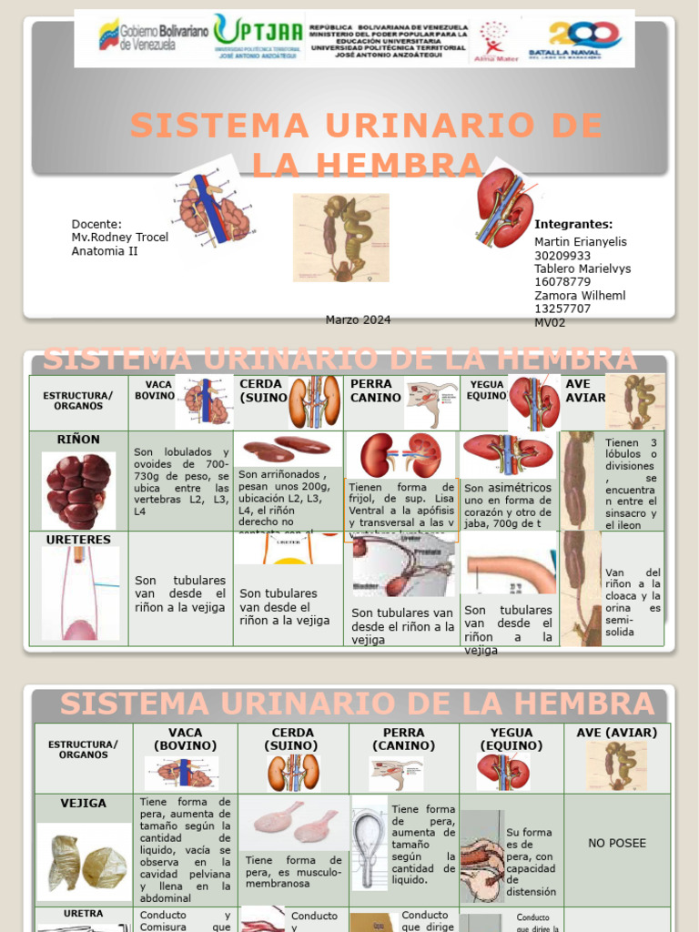 Anatomia de La Hembra | PDF | Sistema urinario | Fisiologia Animal