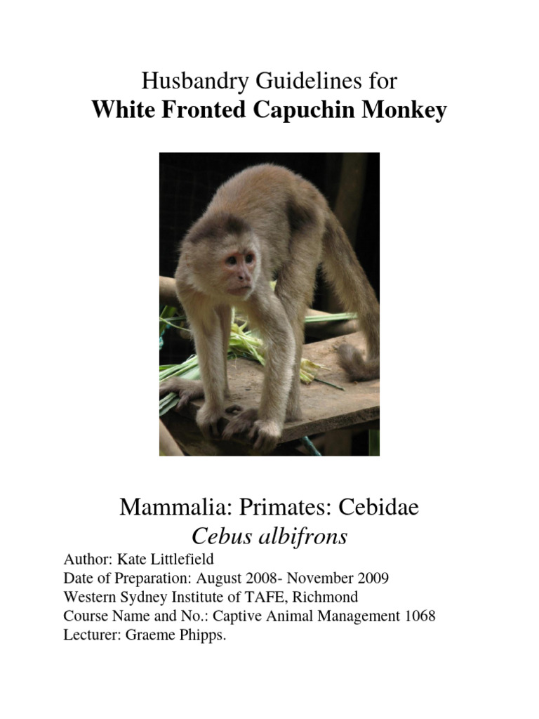 Mammals. White Fronted Capuchin Monkey 2009KL | PDF | Forests