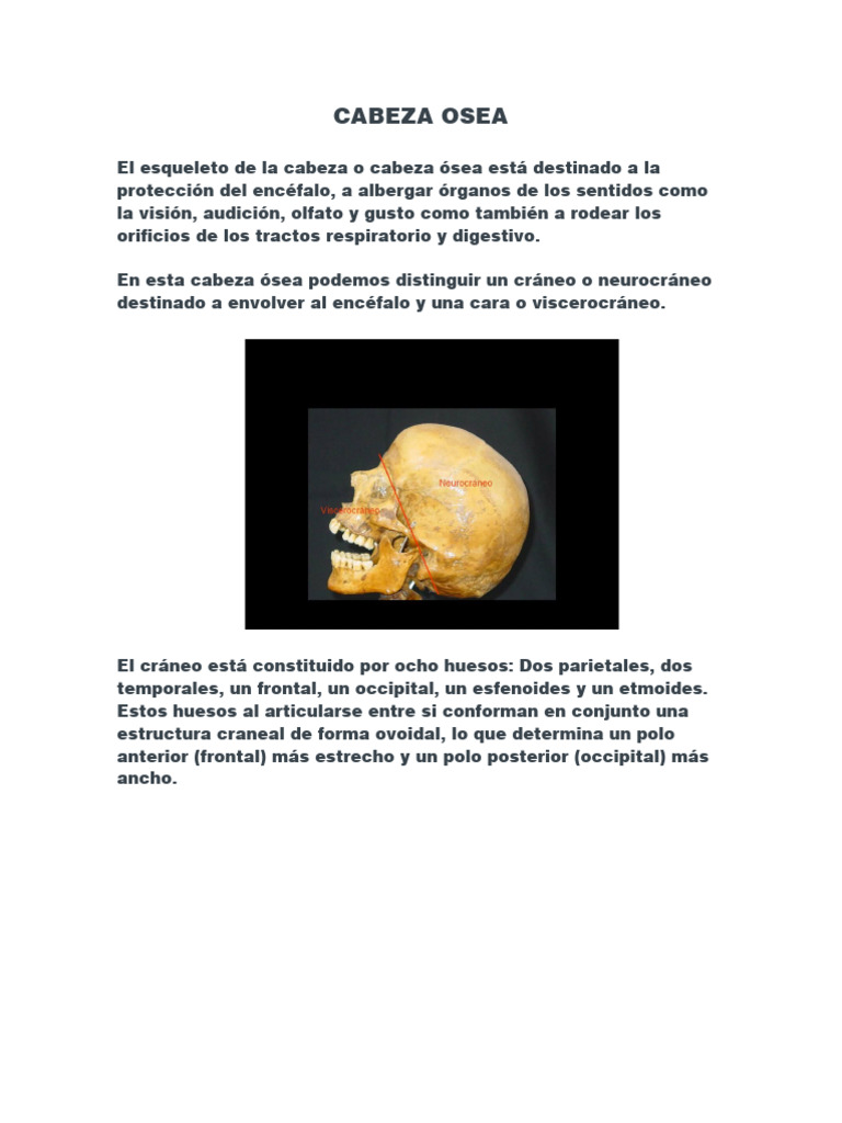 CABEZA OSEA | PDF | Otorrinolaringología | Cráneo