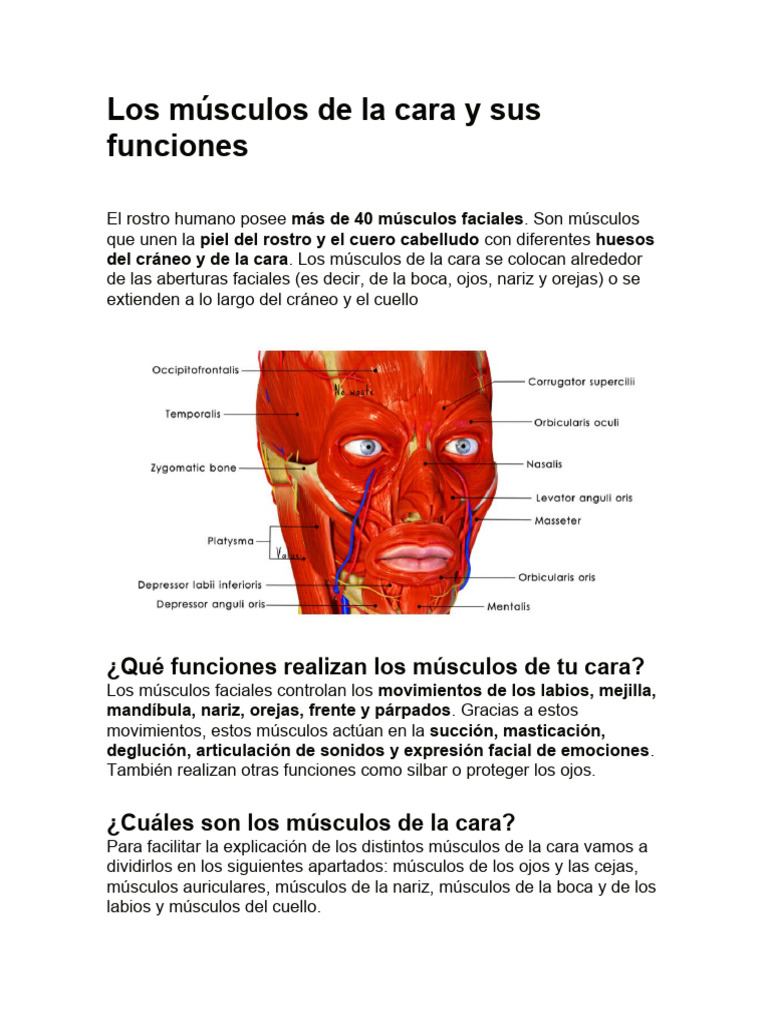 Los Músculos de La Cara y Sus Funciones | PDF | Cara | Anatomía