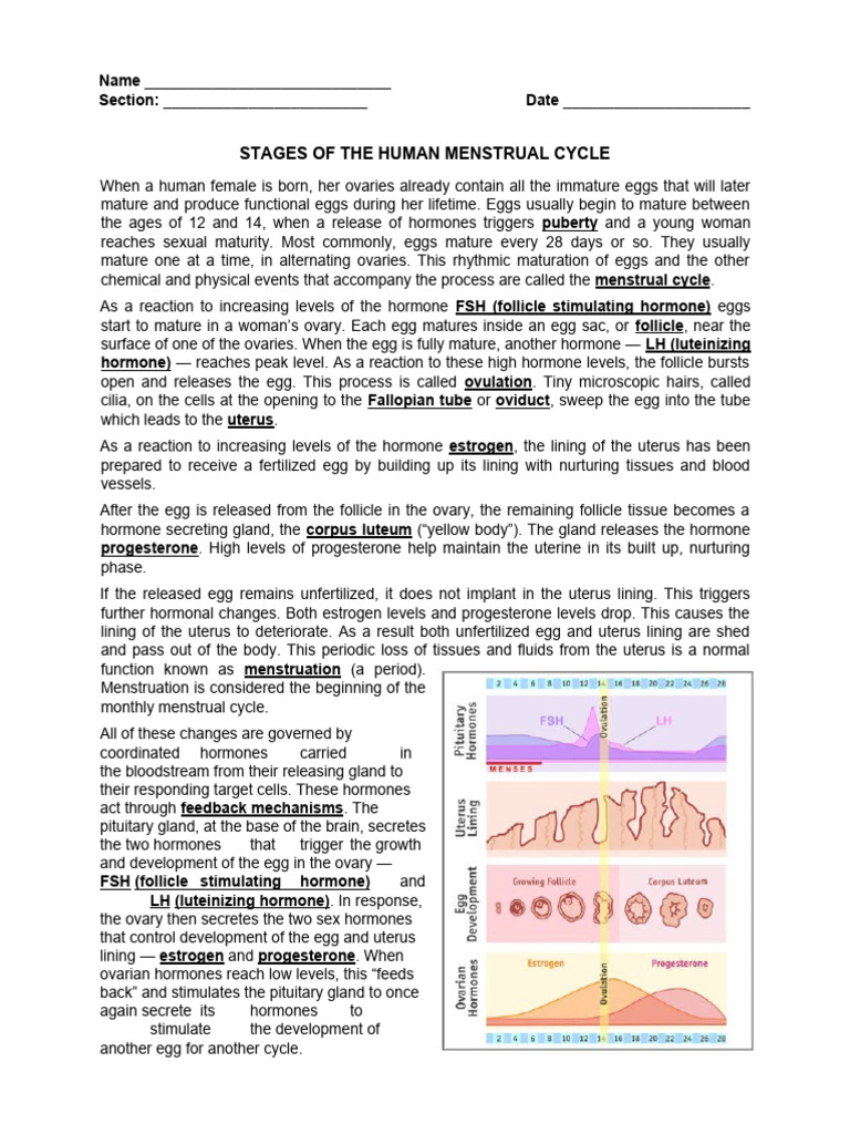 Human Menstrual Cycle Explained | PDF | Menstrual Cycle | Ovary