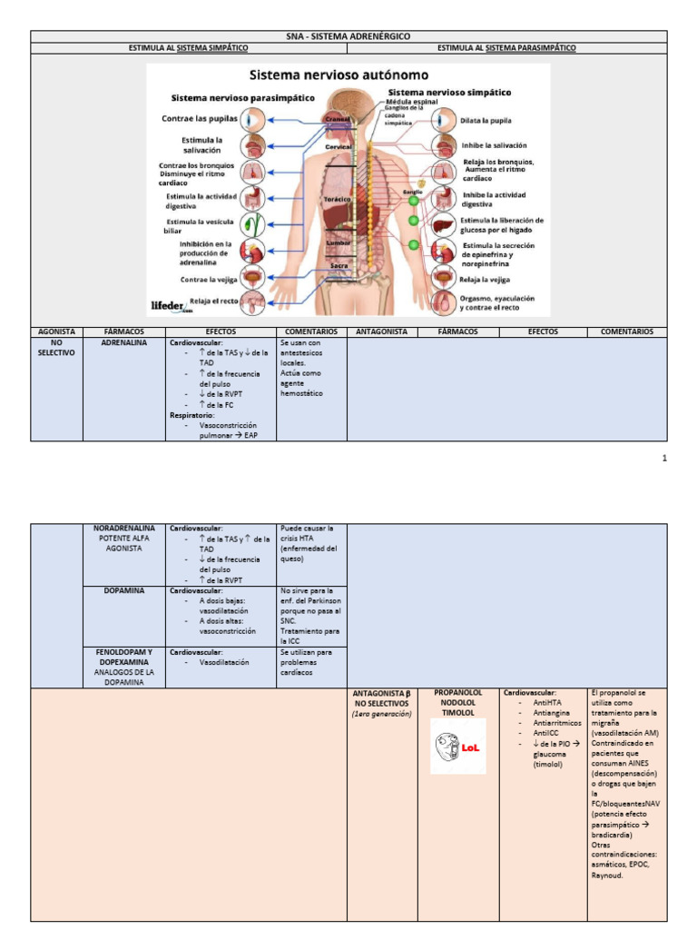 Sna - Sistema Adrenérgico: Estimula Al Sistema Simpático Estimula Al Sistema Parasimpático | PDF ...