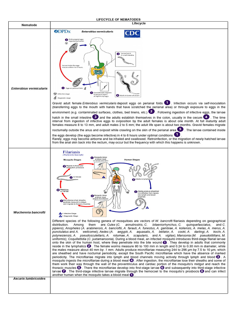 Mlec Life Cycle of Nematodes | PDF | Parasitology