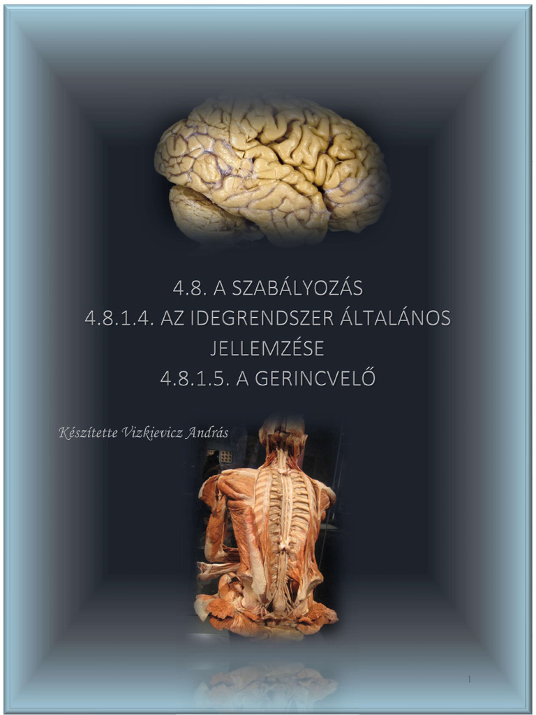 4.8.1.5. Az Idegrendszer Altalanos Jellemzese, A Gericvelo | PDF