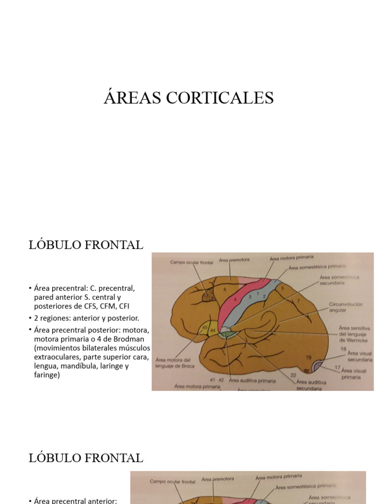 8 Areas Corticales | PDF | Lóbulo occipital | Lóbulo frontal