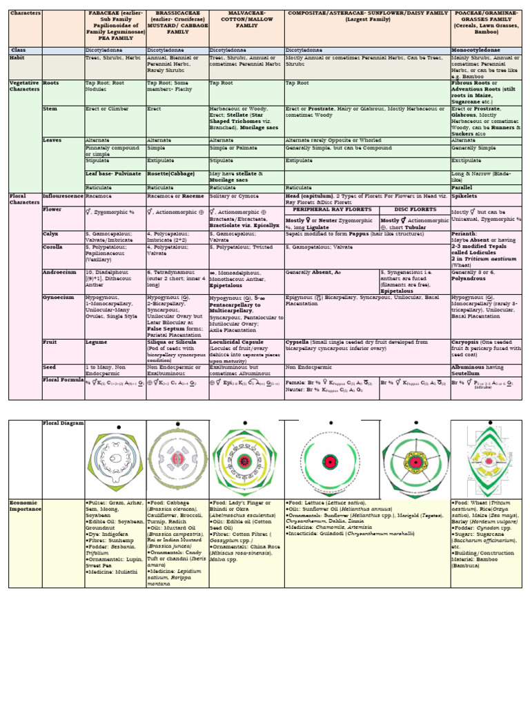 Plant Families NEET | PDF | Leaf | Petal