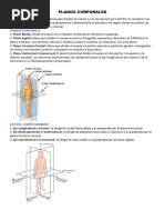 Tipos de Cortes Anatómicos del Cuerpo | PDF | Términos anatómicos de ...