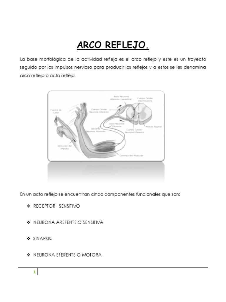 Componentes del Arco Reflejo | PDF | Neurona | Materia gris