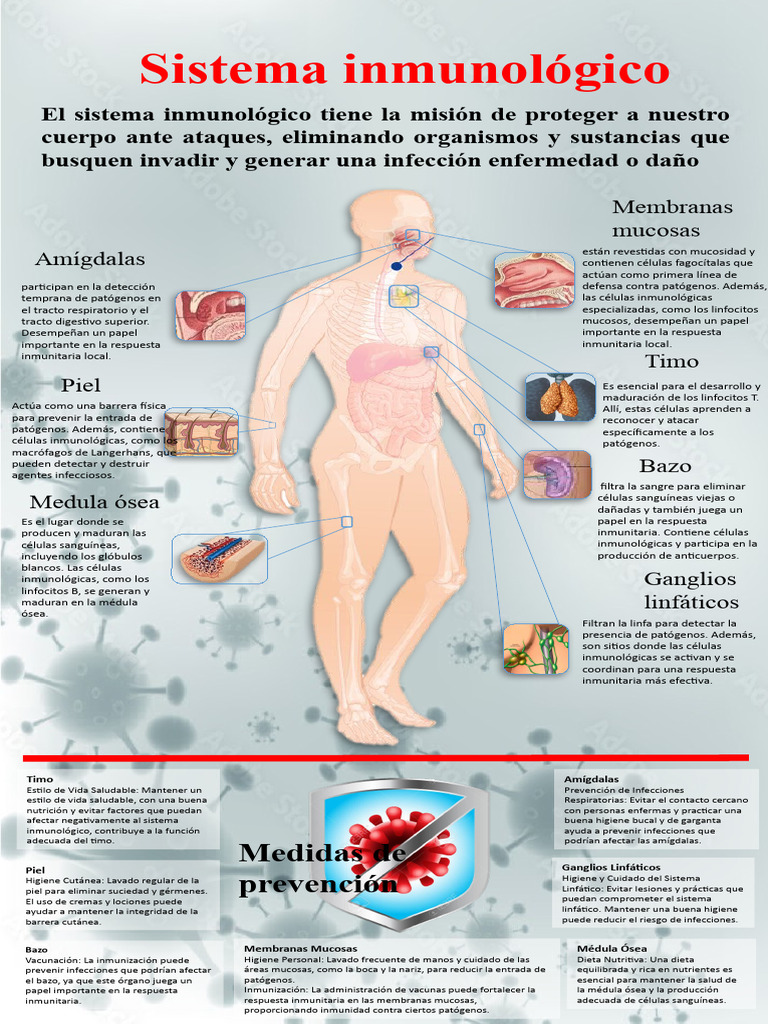 Sistema Inmunologico | PDF | Sistema inmune | Linfocitos