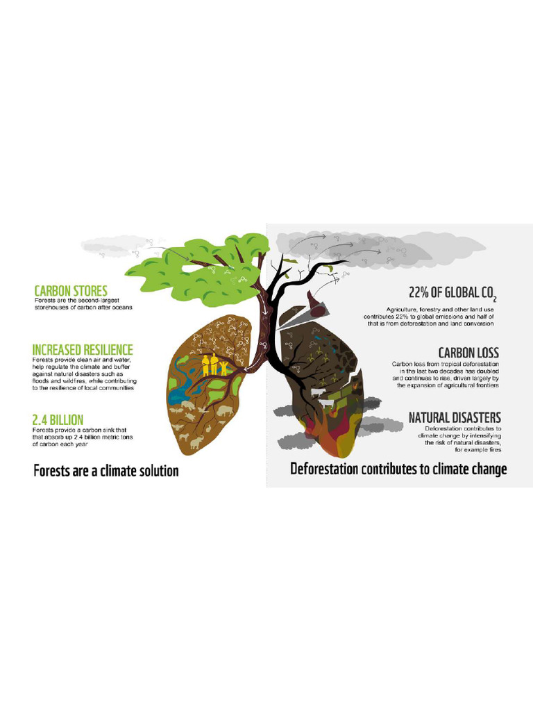 Forests and Climate Graphic | PDF