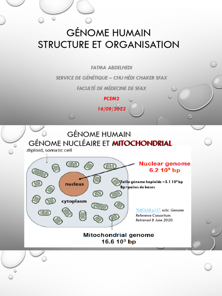 Organisation du génome humain | PDF | Chromatine | Génome mitochondrial