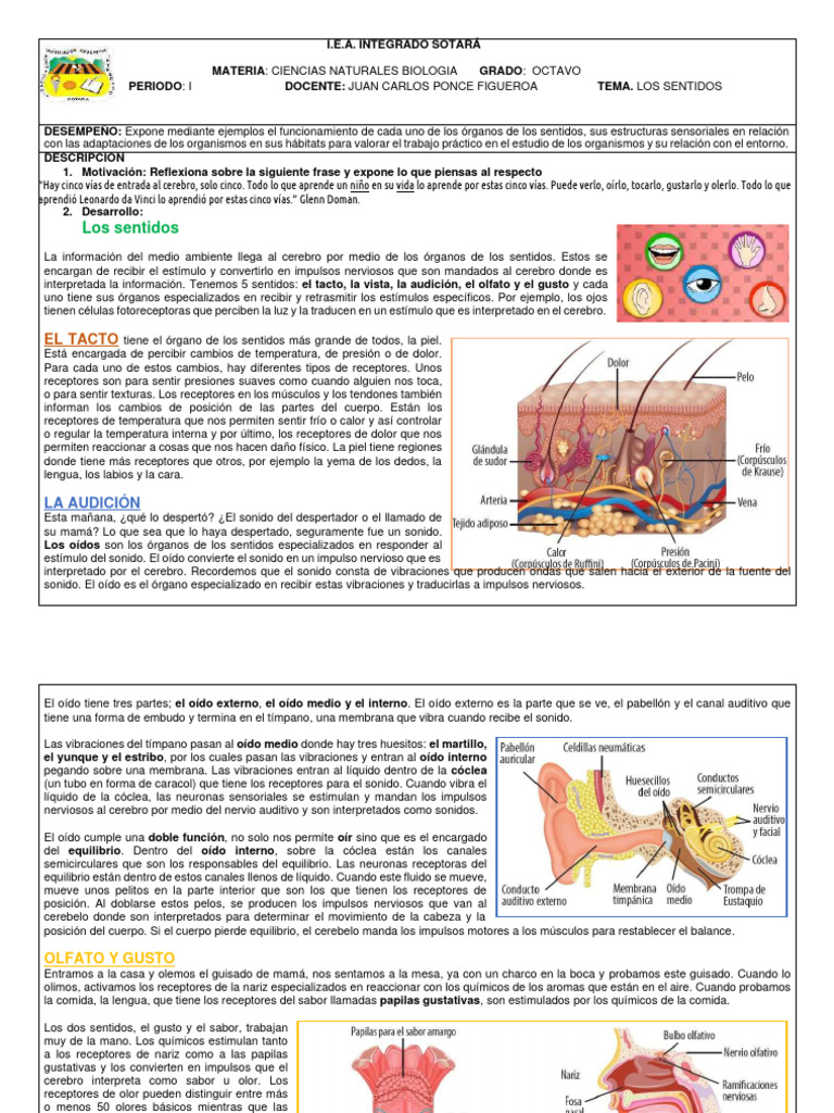 Funciones y partes de los 5 sentidos | PDF | Sentidos | Escuchando