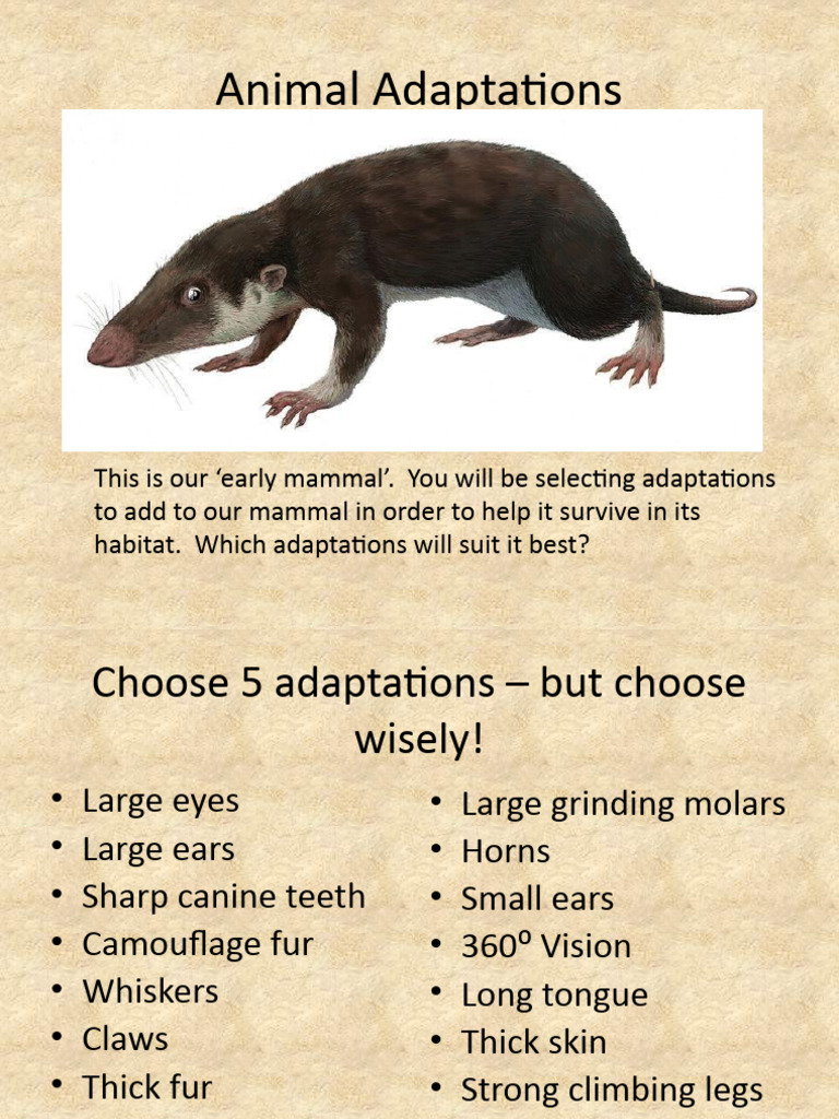 Animal Adaptations-Game | PDF | Predation | Mammals