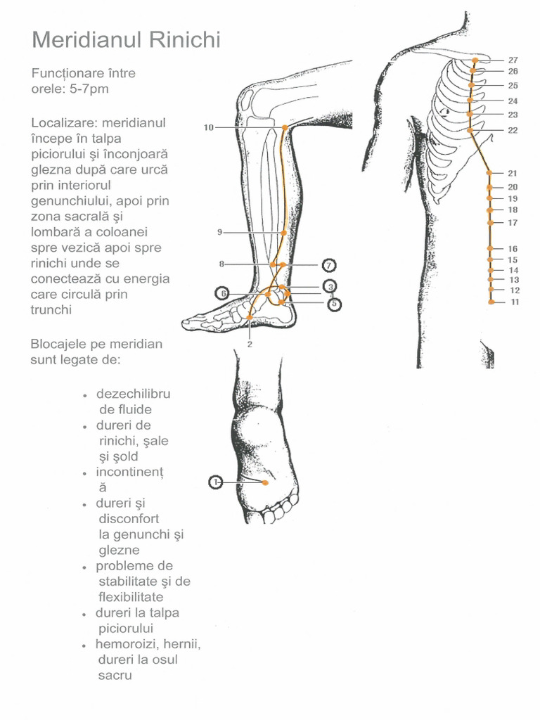 Meridianele Energetice | PDF