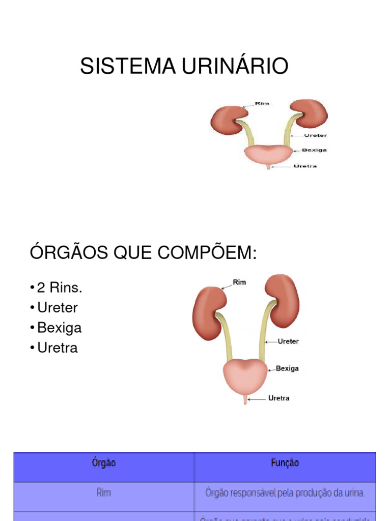 Sistema Urinário | PDF | Rim | Micção