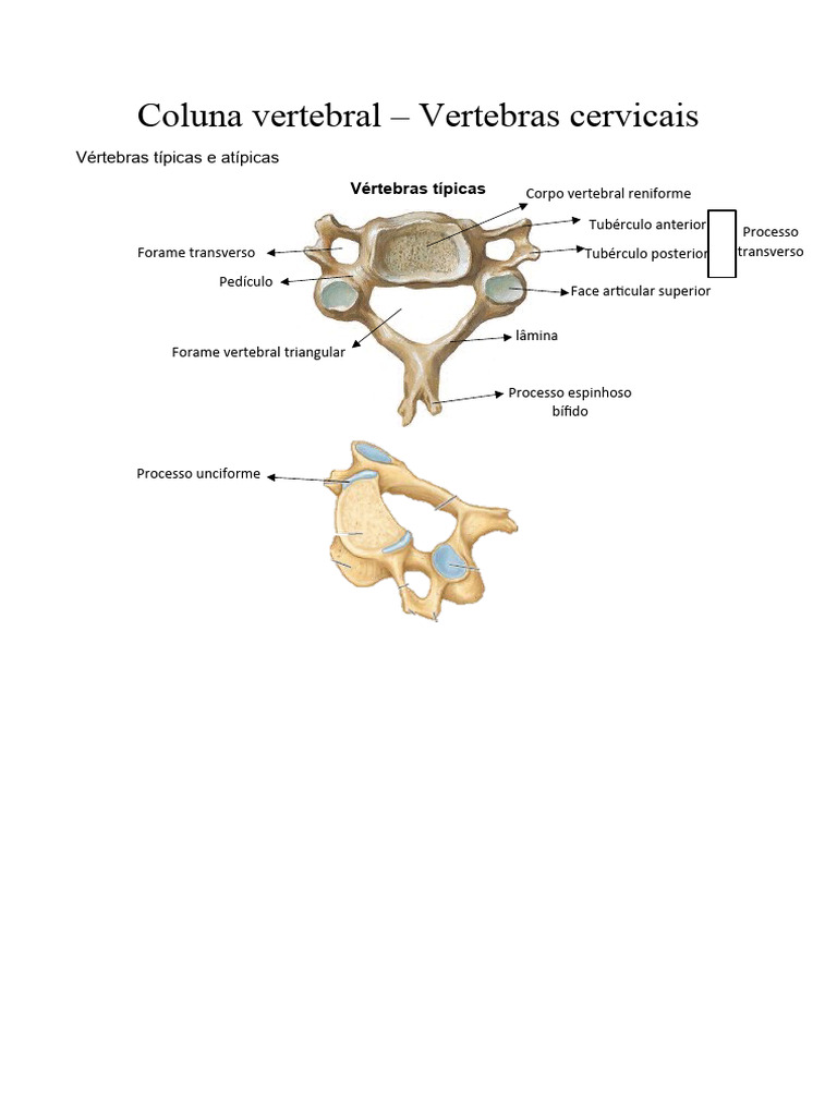 Coluna Vertebral Resumo: O Que É Coluna Vertebral – RTABCE