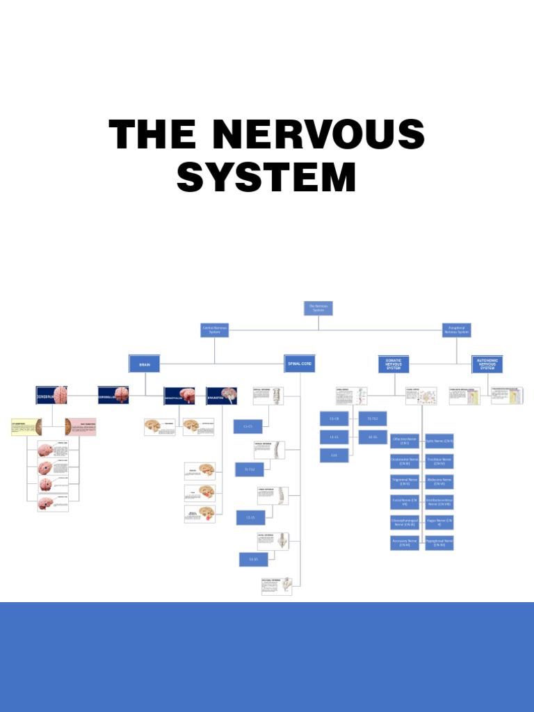 Nervous System | PDF | Axon | Neuron