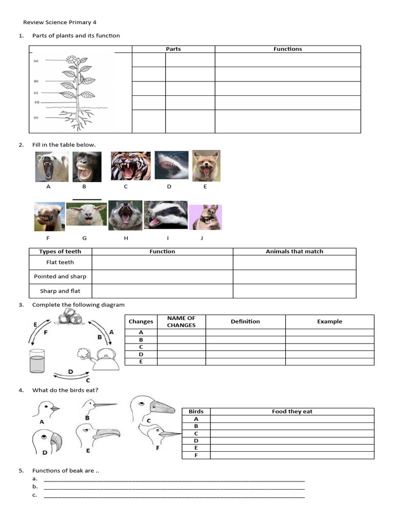 Review Science Final Primary 4 | PDF | Fuels | Force