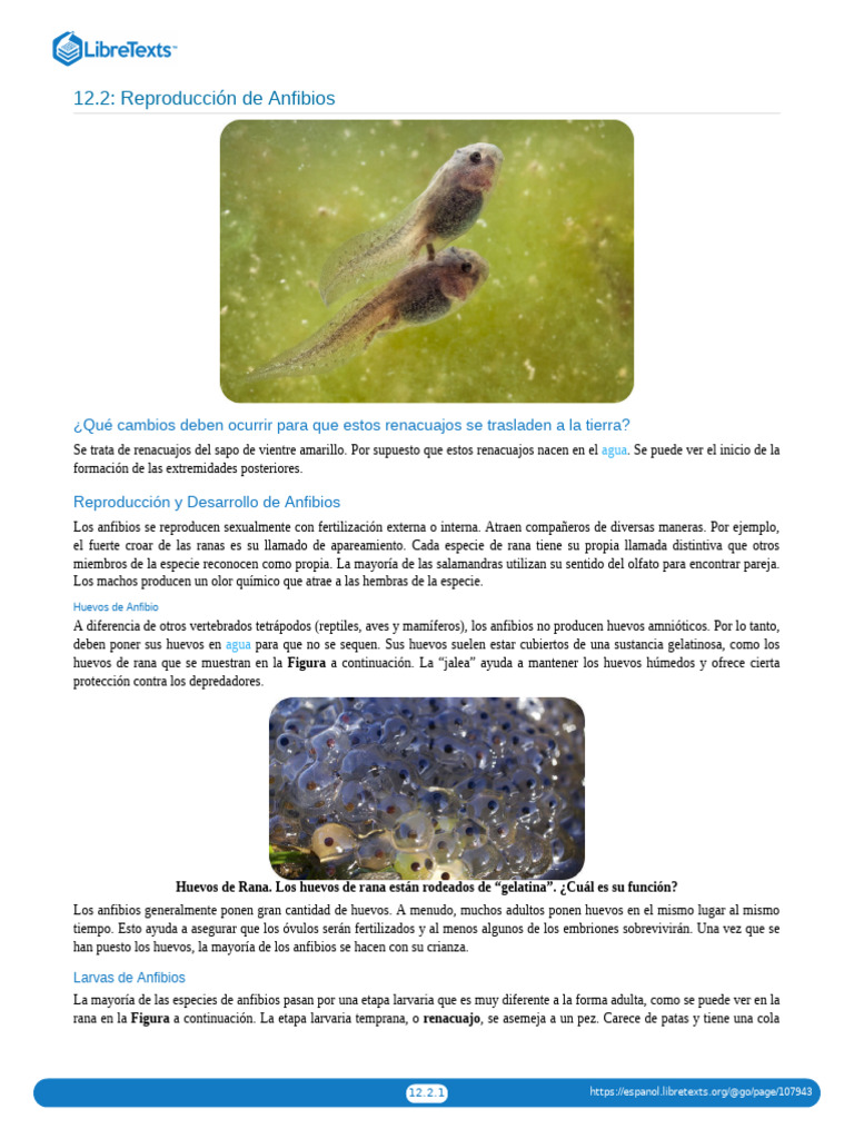 12.02__Reproducción_de_Anfibios | PDF | Anfibio | Huevo