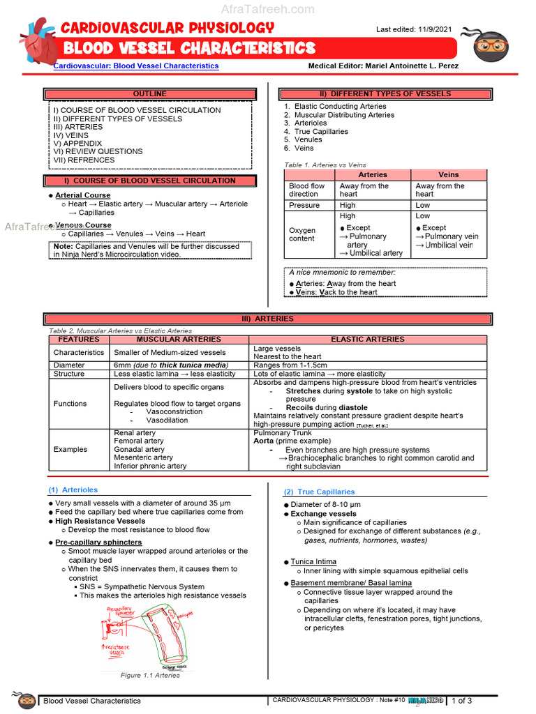 Blood Vessel Characteristics Atf | Download Free PDF | Artery | Vein