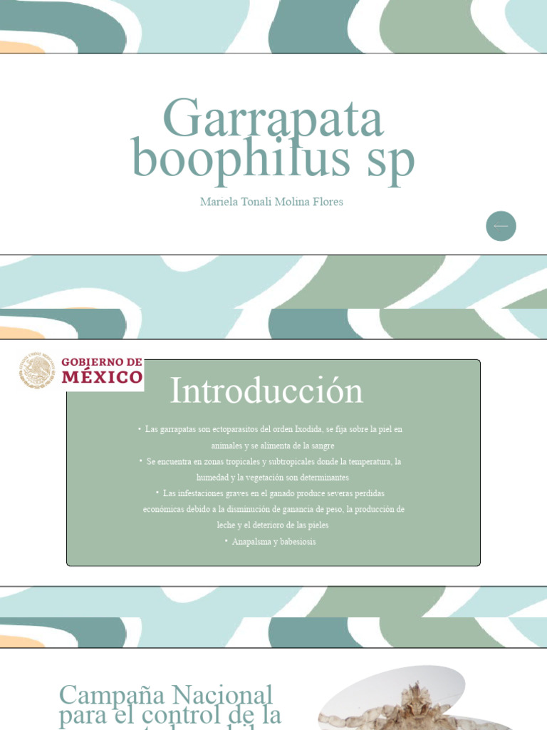 Presentación de garrapata Boophilus spp | PDF