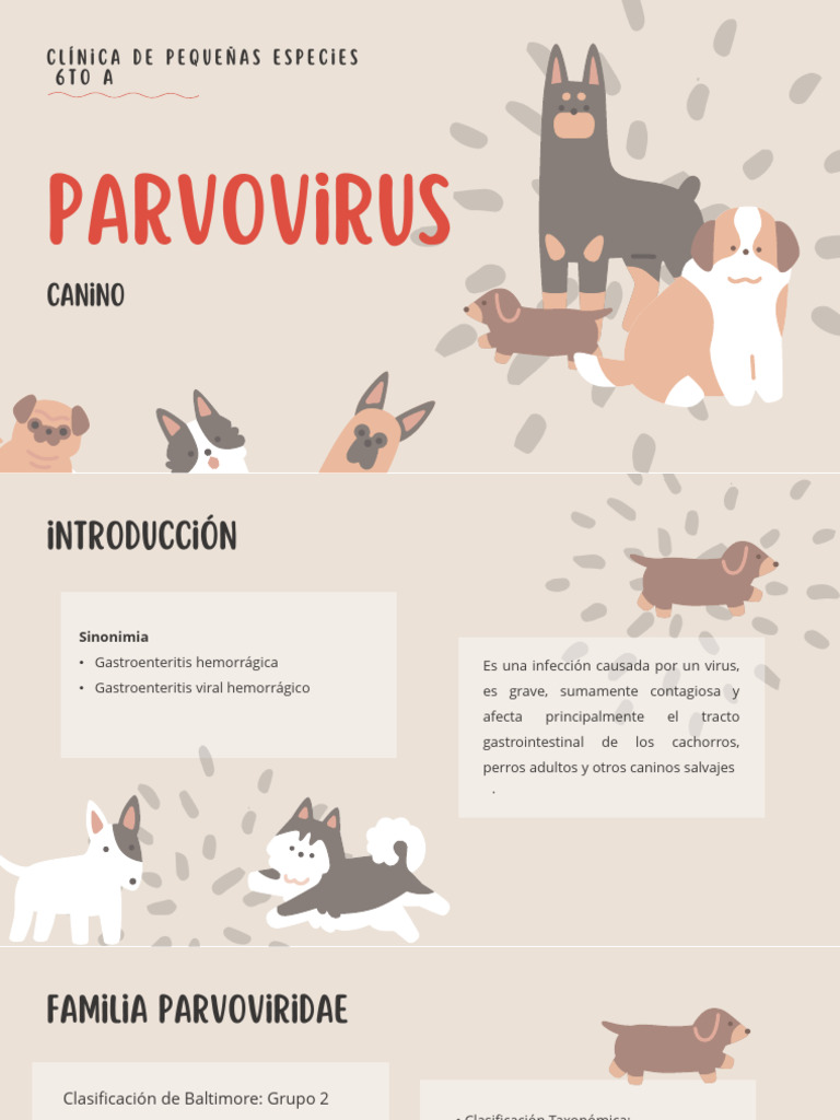 Parvovirus Canino | PDF | Organismos | Microbiología