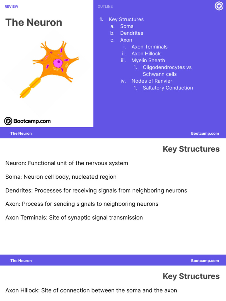 A&P - Nervous System | Download Free PDF | Chemical Synapse | Central ...