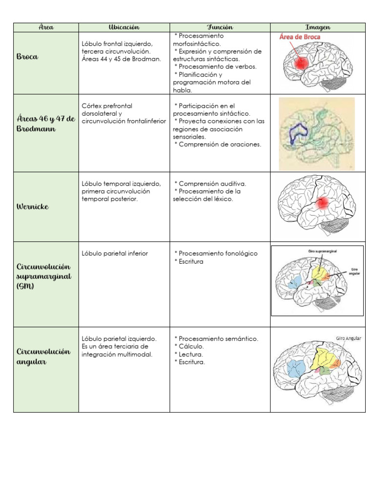 Áreas Corticales y Subcorticales Del Cerebro | PDF | Lóbulo temporal | Neurociencia