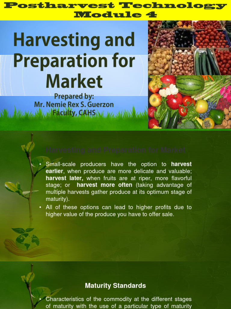 Harvesting Techniques for Market Readiness | PDF | Vegetables | Fruit