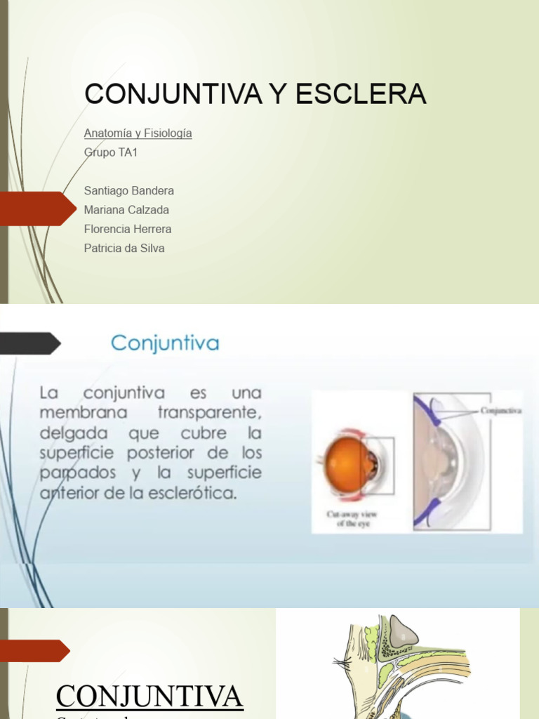 Anatomía y Funciones de Conjuntiva y Esclera | PDF | Hogar, jardinería ...