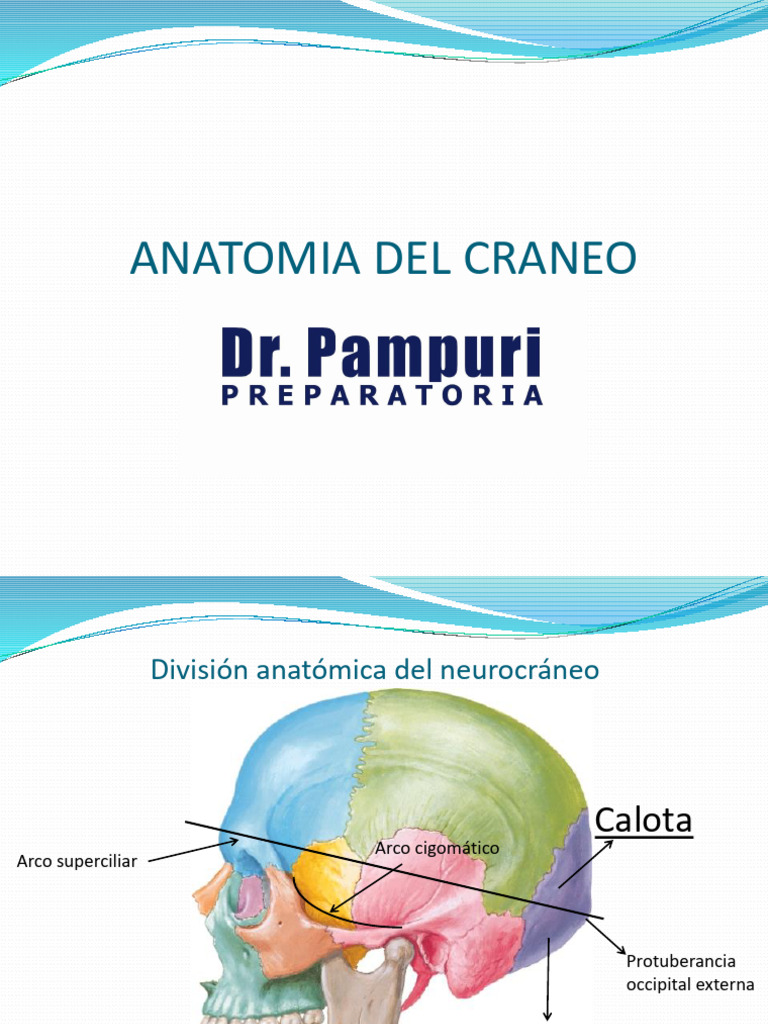 Craneo Oseo Pdf Cráneo Otorrinolaringología