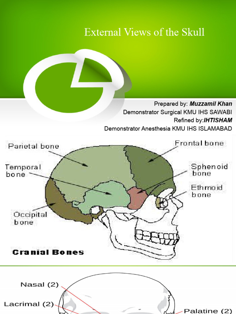 02.External Views of the Skull | PDF | Skull | Human Nose