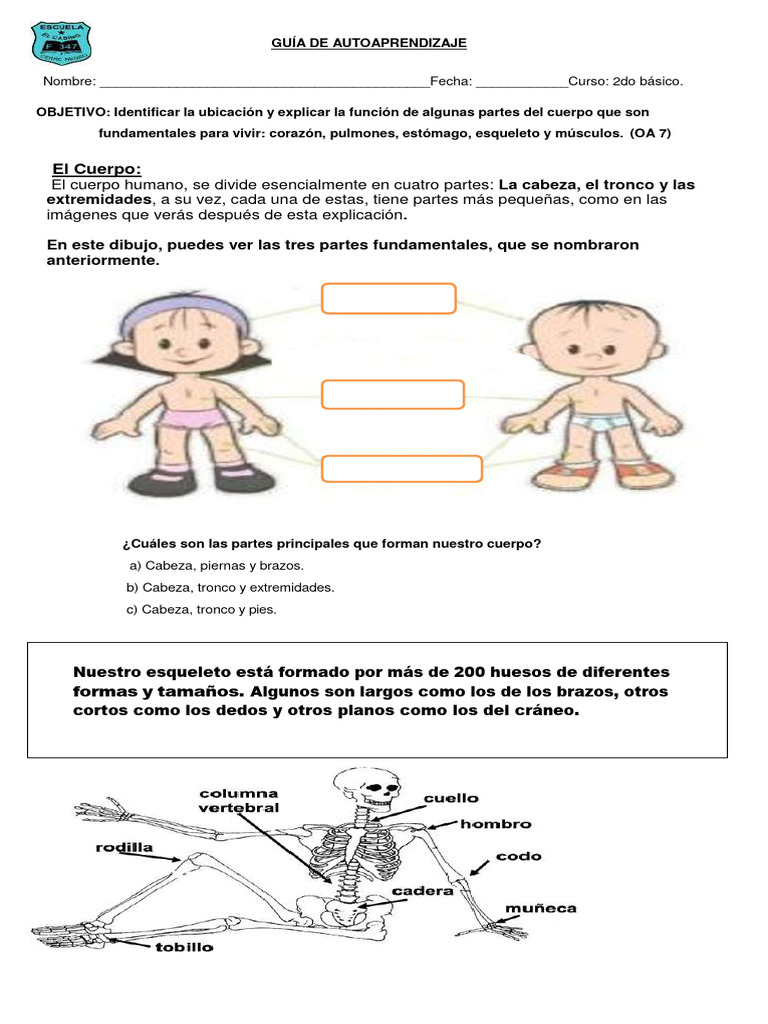Ciencias - Guia-N°1 - 2°-Básico-1 Partes y Ubicacion de Los Organos Del ...