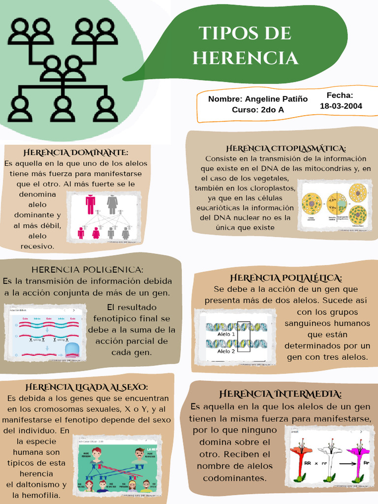 Tipos de Herencia | PDF | Alelo | Dominancia (Genética)