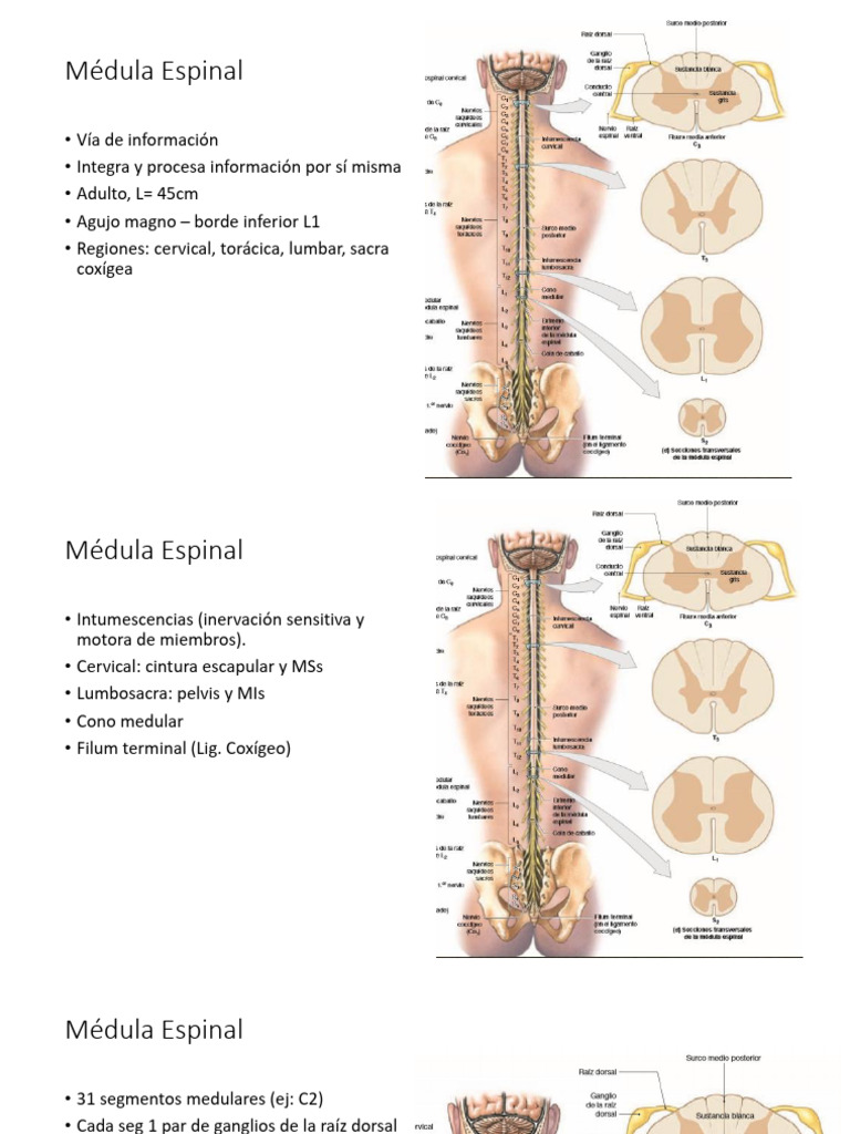 2 Medula Espinal | PDF | Médula espinal | Anatomía humana
