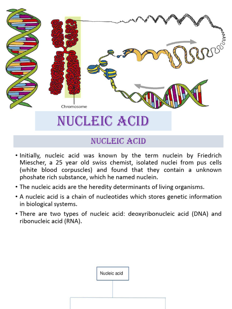 Nucleic Acid | PDF | Nucleic Acids | Dna