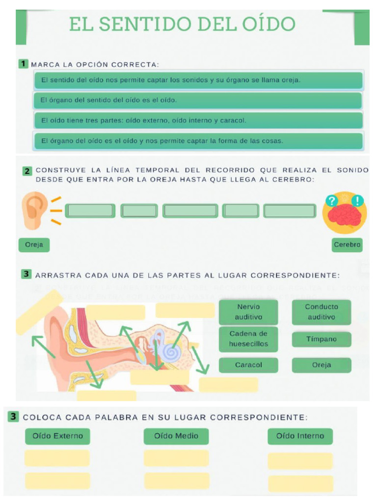 Sentido Del Oido | PDF