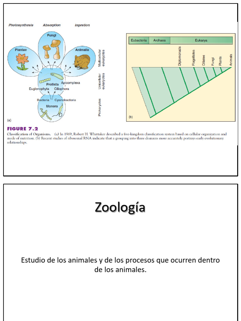 Evolución y selección natural en zoología | PDF | Seleccion natural ...