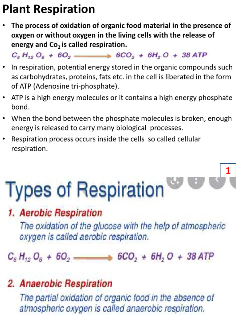 Respiration-notes | PDF | Glycolysis | Diet & Nutrition