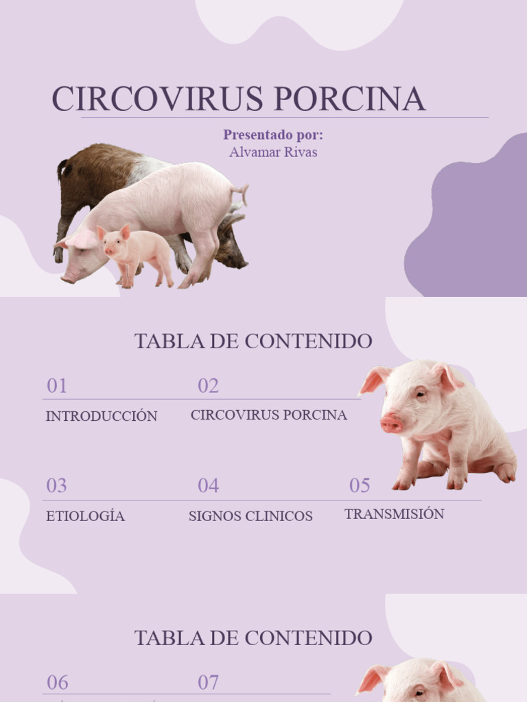 CIRCOVIRUS PORCINA (Autoguardado) | PDF | Sistema inmune | Virus