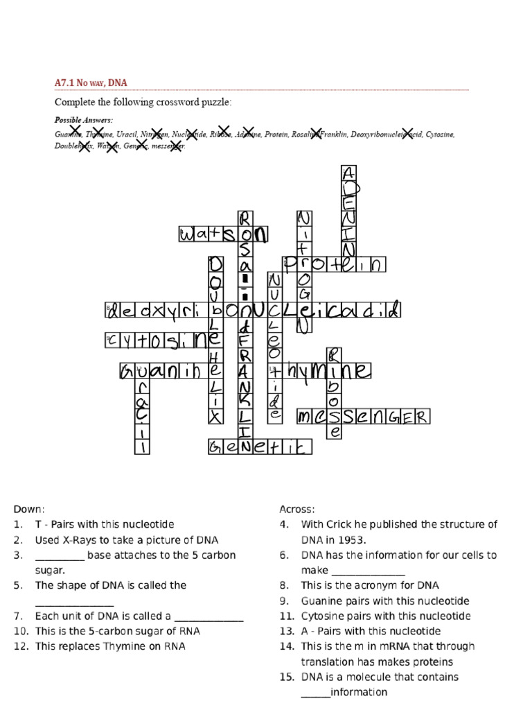 DNA Structure Crossword Puzzle | PDF